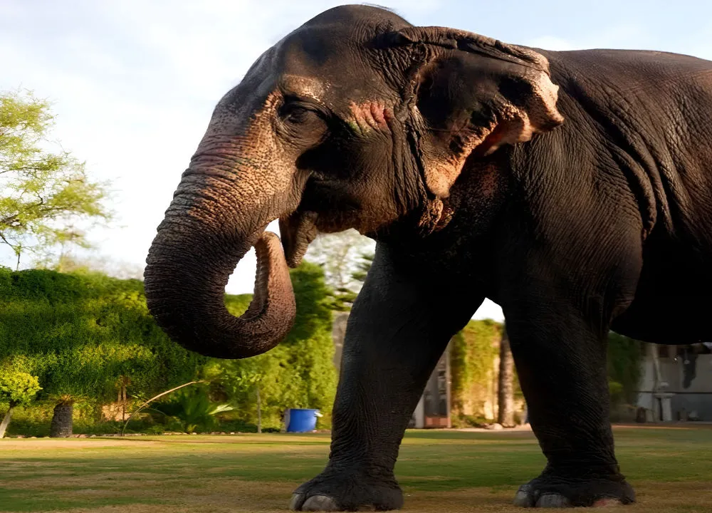 Elephant Quotes in Hindi | हाथियों पर अनमोल व प्रेरणादायक विचार